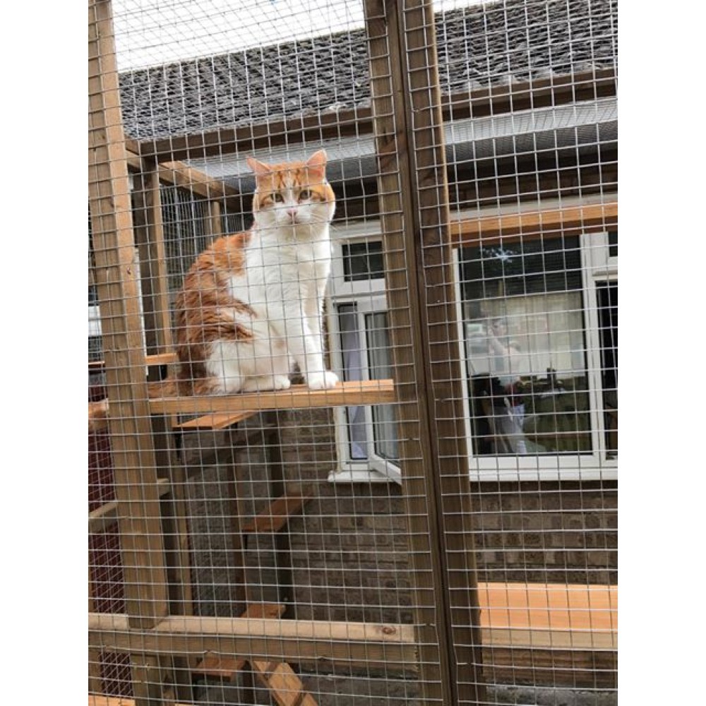 Large shelves pack - catio toys, playing shelves