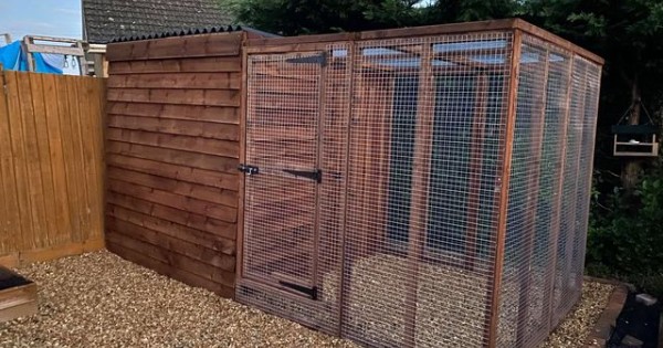 Large rabbit and small animal run custom made to what you need - 4W00162